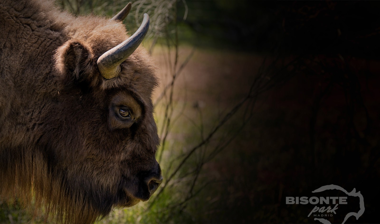 Bisonte Park Madrid , ver Bisontes en España cerca de Madrid